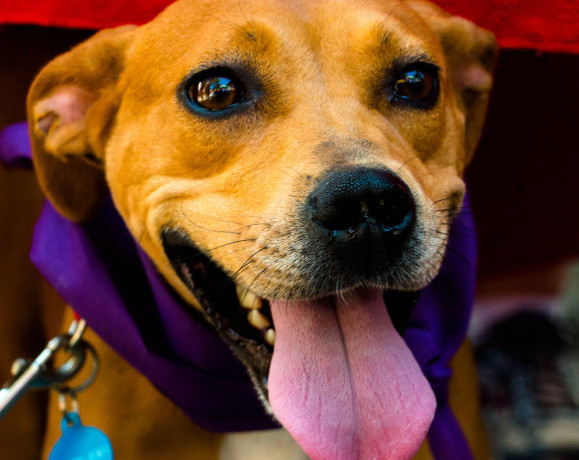 Adopt Jessie, the dog who wants to be your coach - DC PAWS Rescue