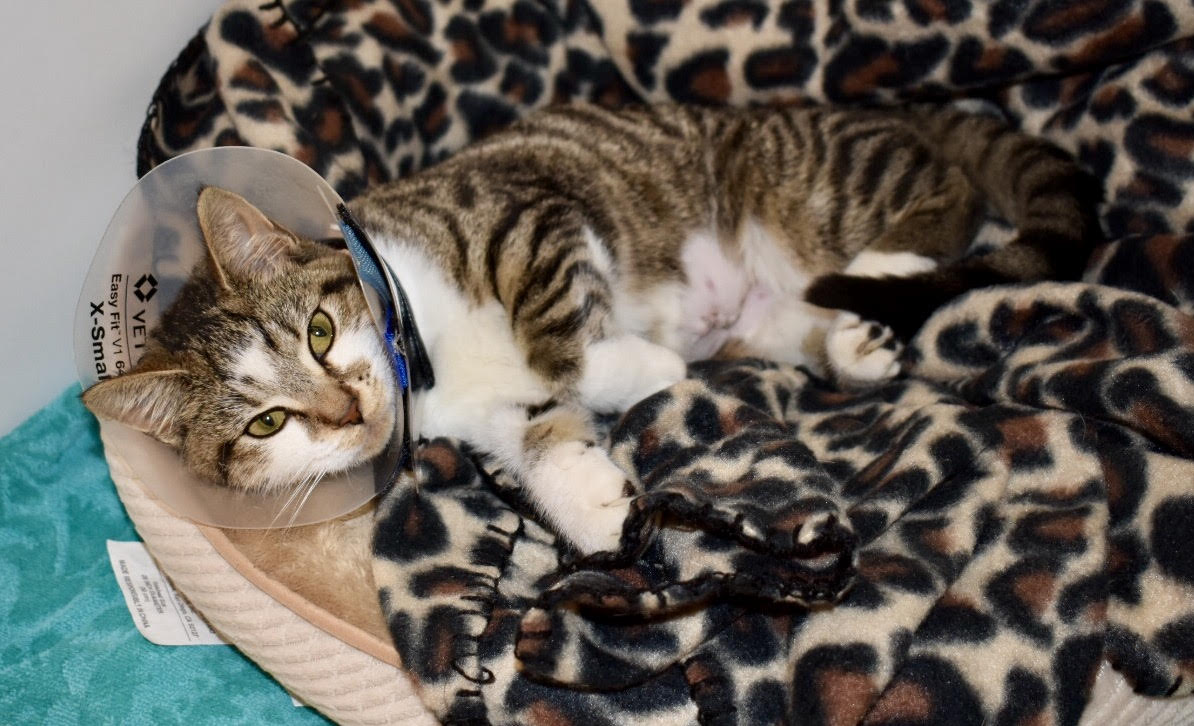 DC PAWS Rescue – dogs, cats animal rescue in Washington DC focus on ...